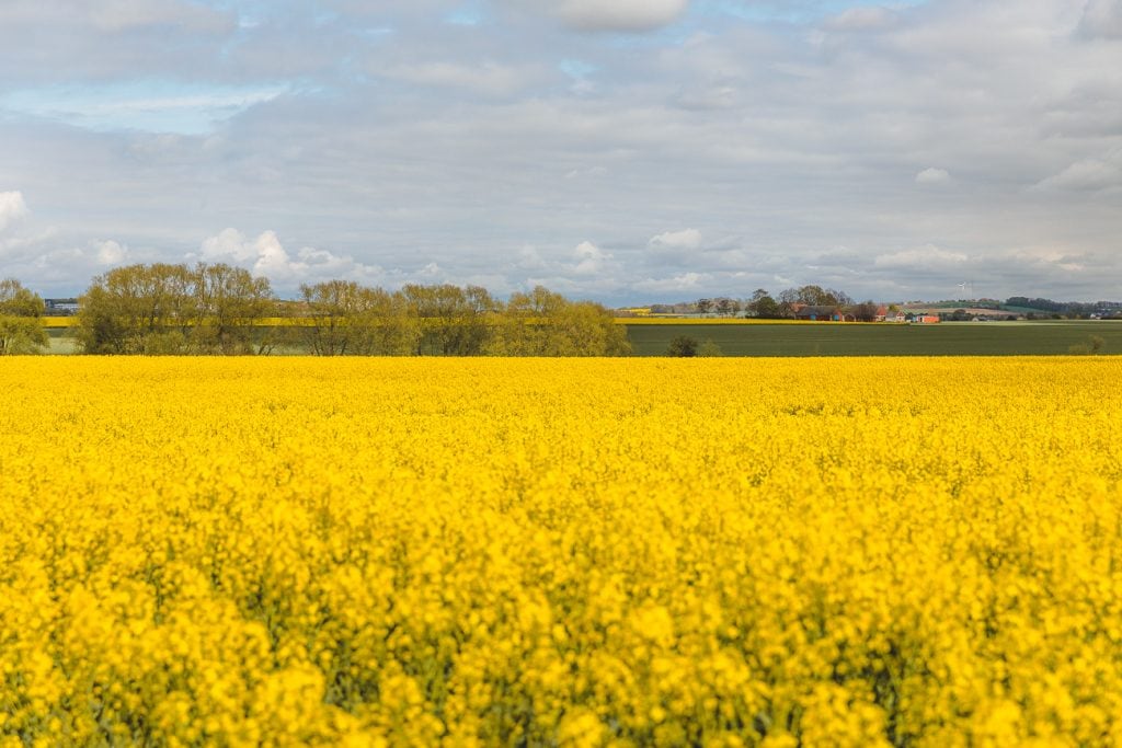 Skåne Rapeseed Fields - A Swedish Spring Dream