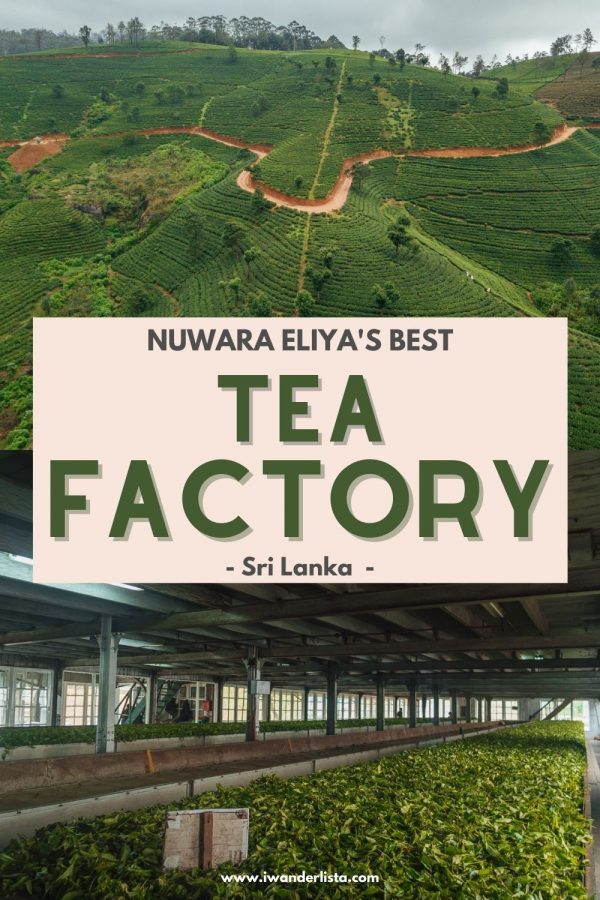 Nuwara Eliya Tea Factory - Great Experience at Damro Tea
