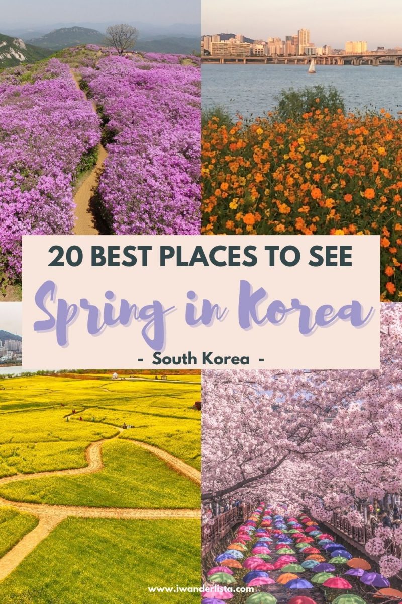 Spring in Korea - 20 Best Places to See Korea in Spring