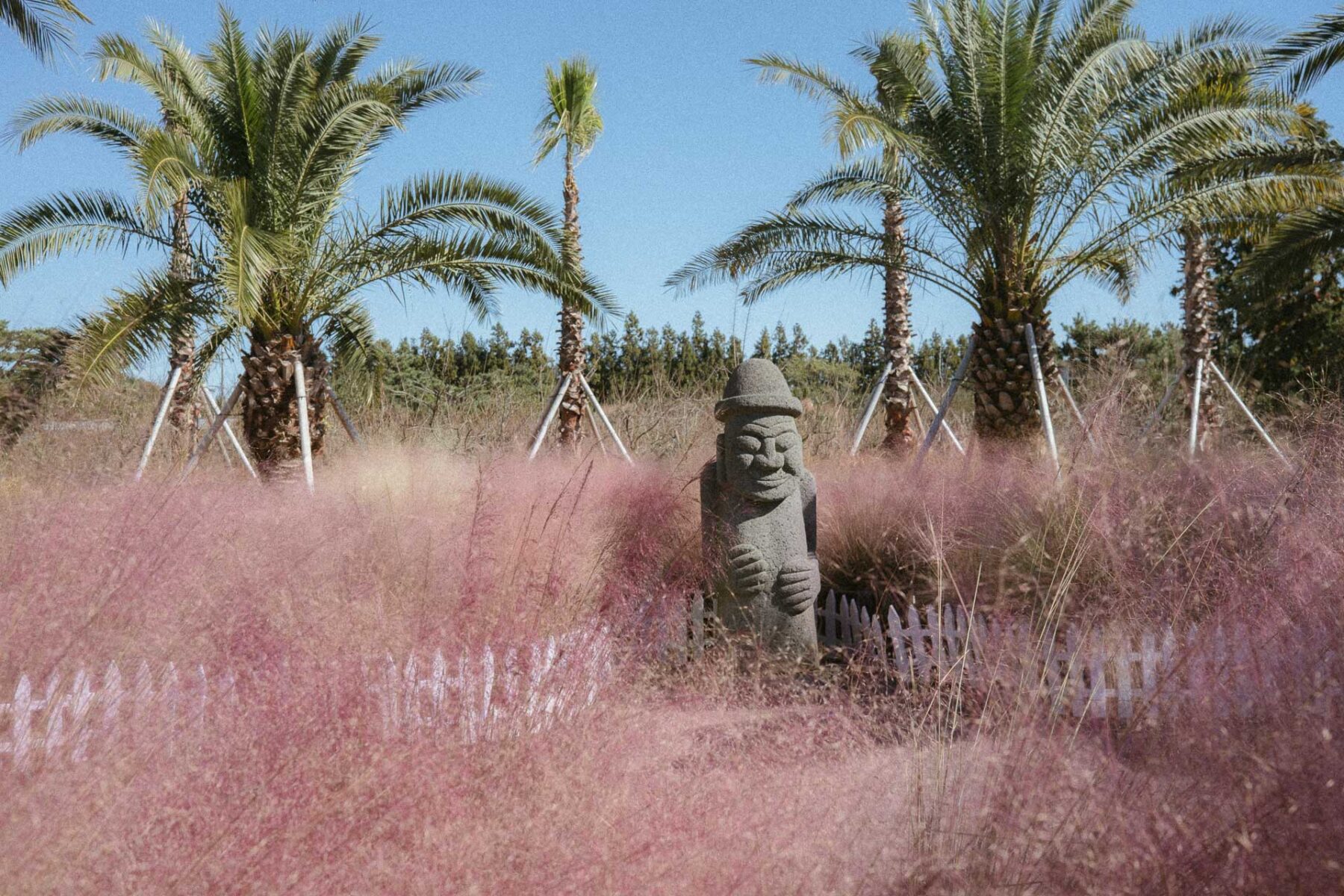 Jeju Autumn Itinerary: The Best 5-Day Jeju Road Trip Route