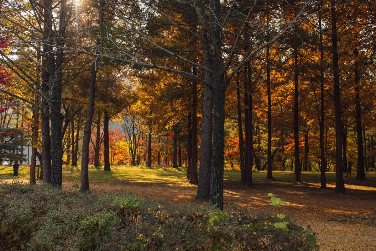 The Ultimate Travel Guide to Nami Island (Namiseom), Korea